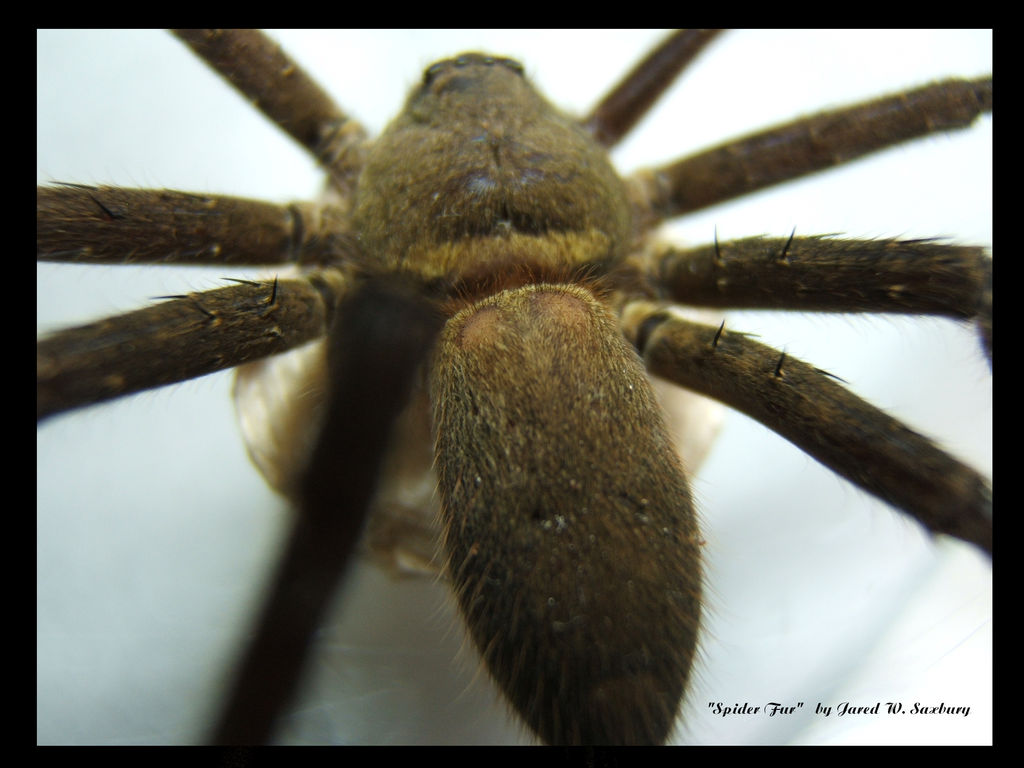 Spider Fur By Rotnjhny On Deviantart