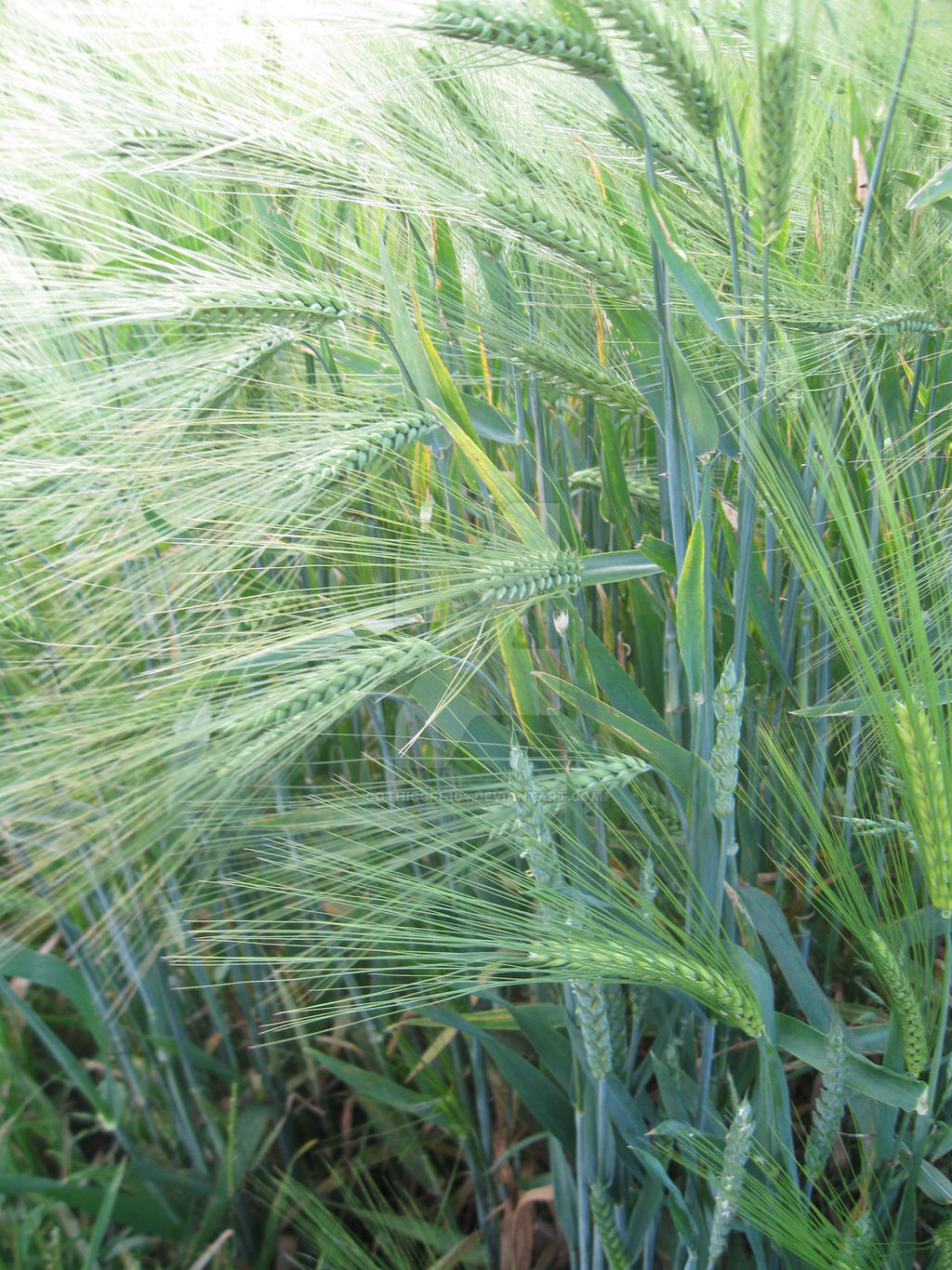 Tall Grass By Gothicgrl104 On Deviantart