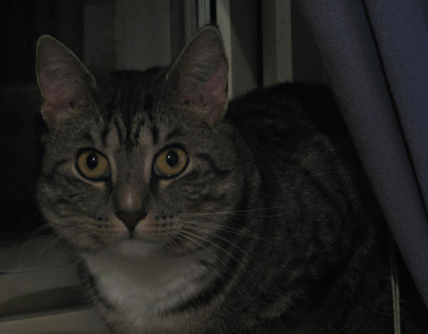 Serious Fluff 2 by SunnyPsyOp on DeviantArt