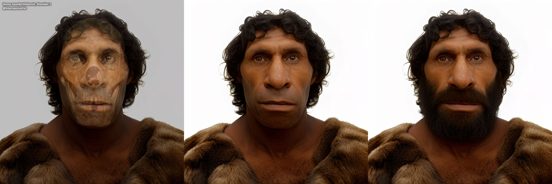 Neanderthal Man Shanidar 1 By Interspeciesface On Deviantart