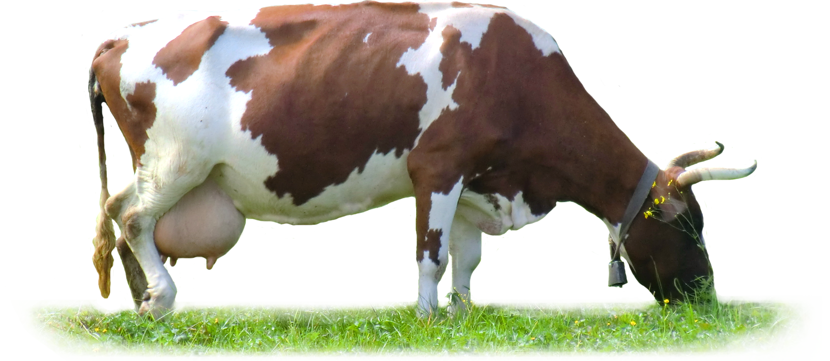 Cow Png By Sareth27 On Deviantart