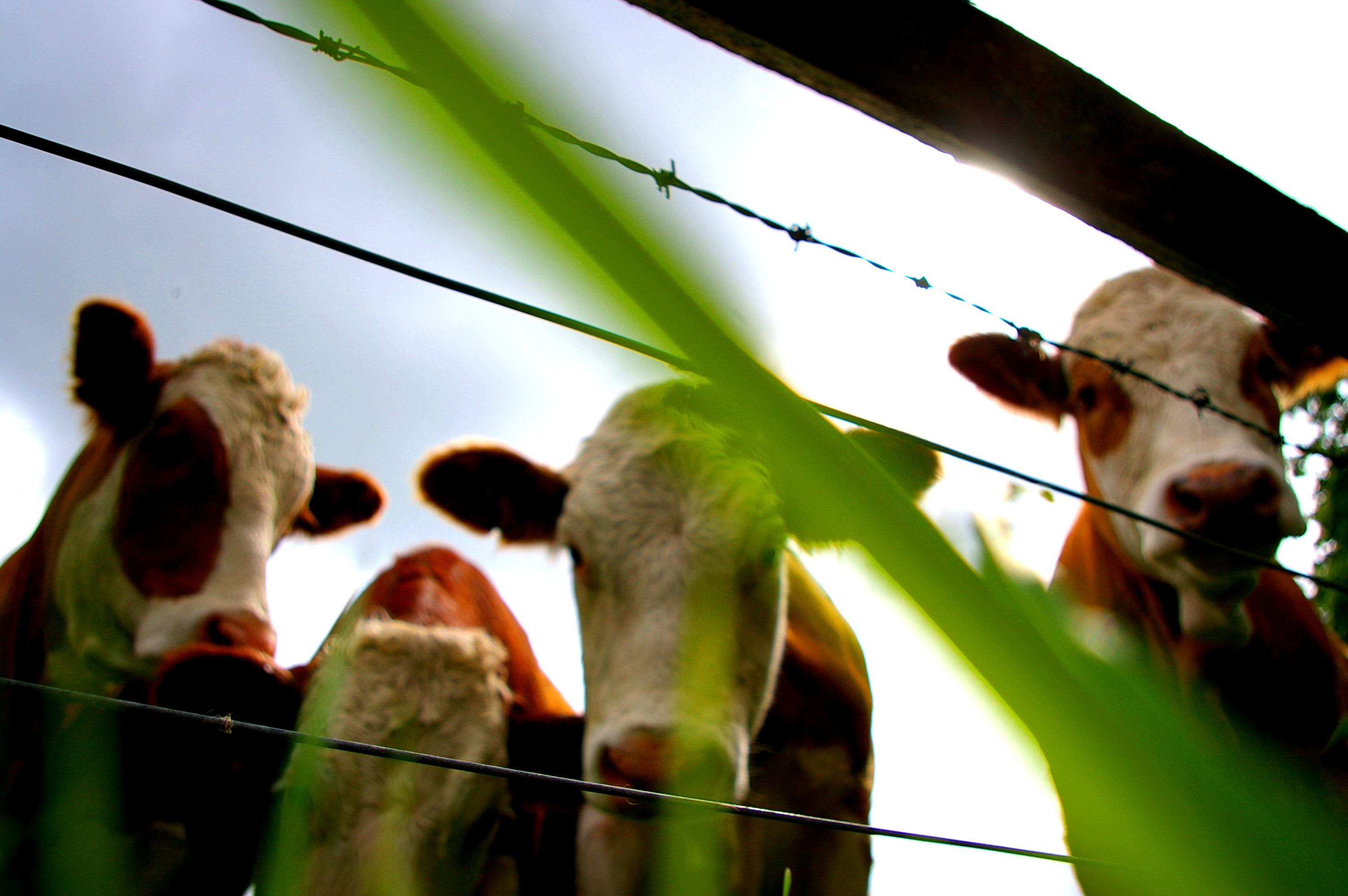 Mad Cows by djbarrass on DeviantArt