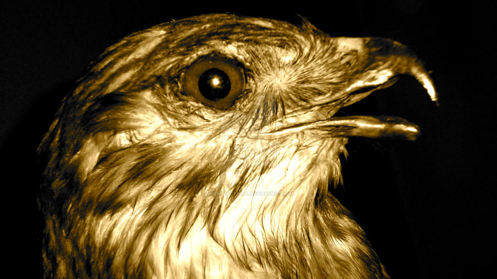 Dissected Birds 9 By Missartistsoul On Deviantart