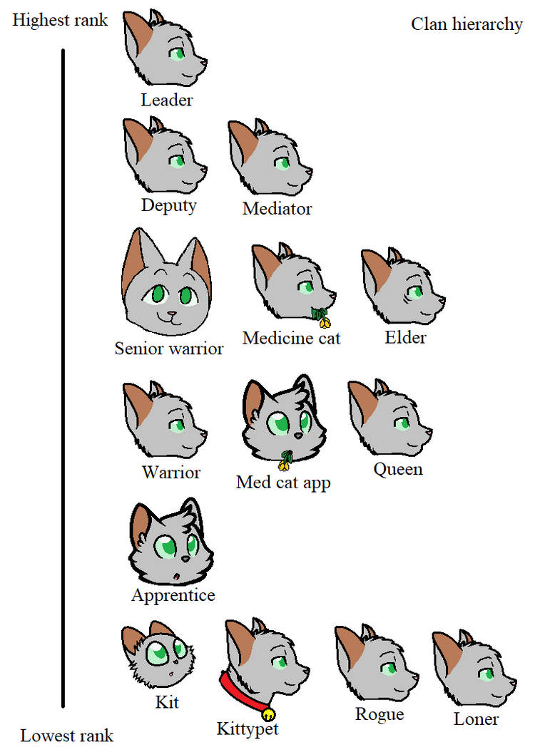 Clan Hierarchy By Warrior verse gal On DeviantArt clan-hierarchy-by-warrior-verse-gal-on-deviantart