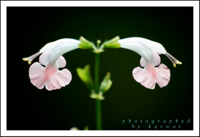 twin flower by edison-mak on DeviantArt