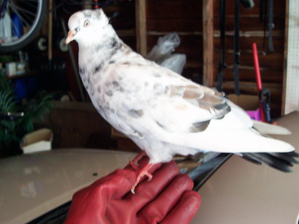 Pigeon Handling by Nonexistent-One on DeviantArt Pigeon Handling by Nonexistent-One on DeviantArt