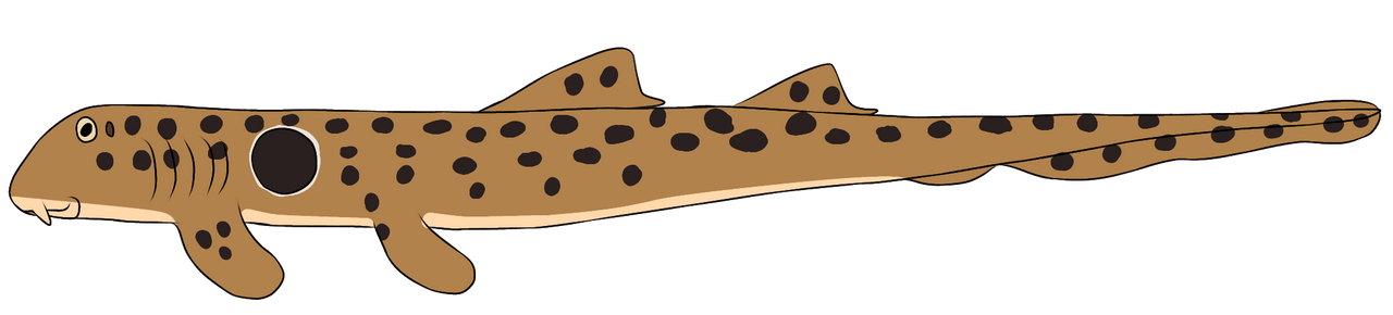 Hemiscyllium The Shark Dynasty By Sharkdrawsstuff On Deviantart