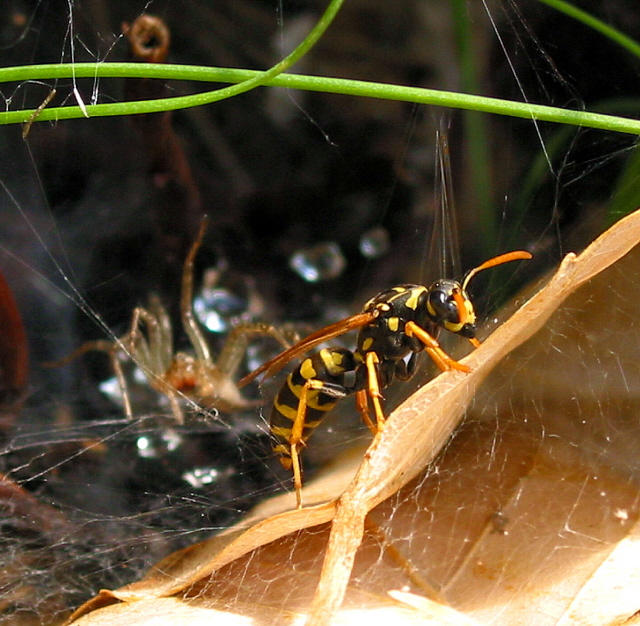 Wasp and Spider Chronicle 1 by artizd on DeviantArt