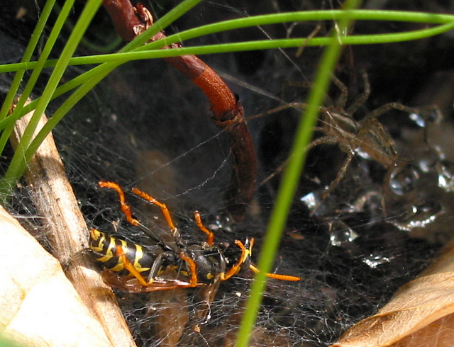 WSC 3 by artizd on DeviantArt