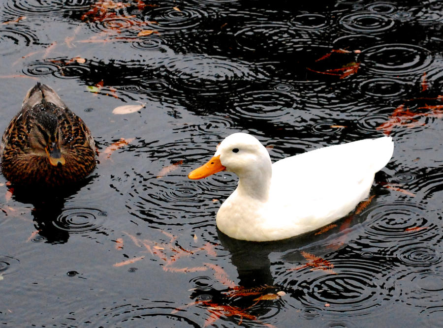 Ducky Joy By Photofleur13 On Deviantart