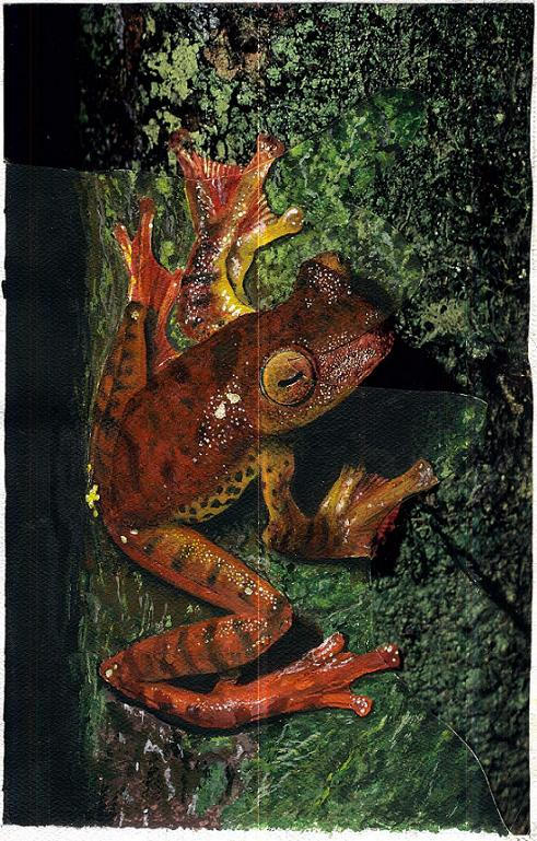 Uh FROGGIE By Oron28 On DeviantArt uh-froggie-by-oron28-on-deviantart
