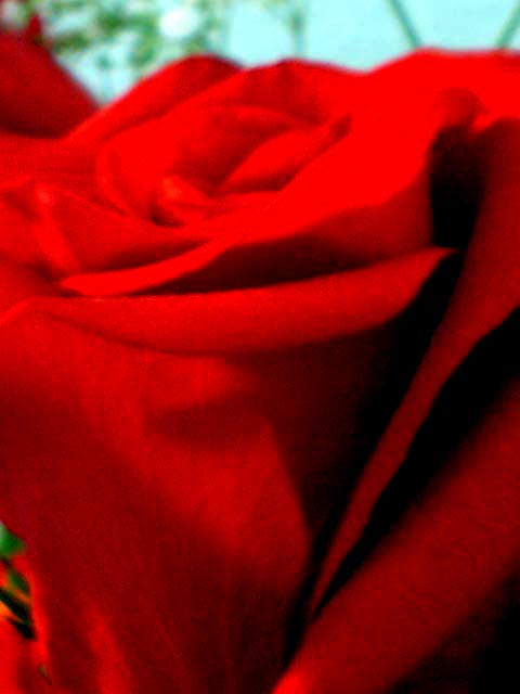 rosey red rose by nataliev on DeviantArt