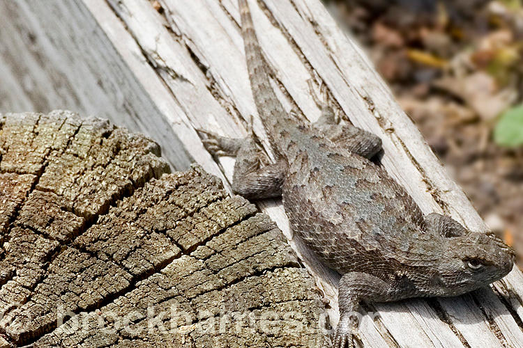 Blue bellied lizard by idobleedblue on DeviantArt