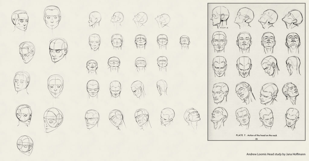 Andrew Loomis Head Study by Nuriet on DeviantArt Andrew Loomis Head Study by Nuriet on DeviantArt