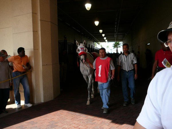 Race Horse II. by Whisperedlinaty on DeviantArt