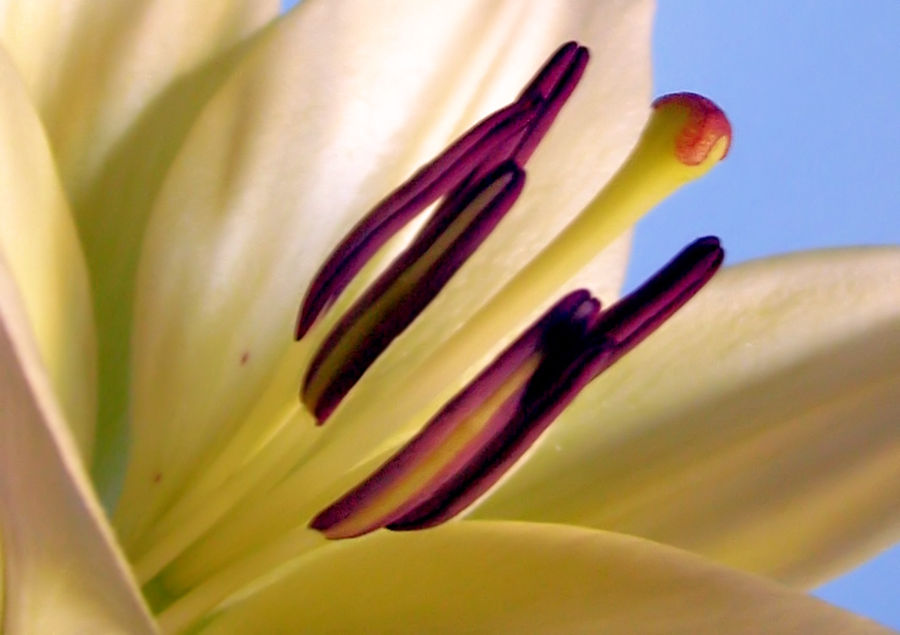 Close Up Lily By Demonkourai On Deviantart