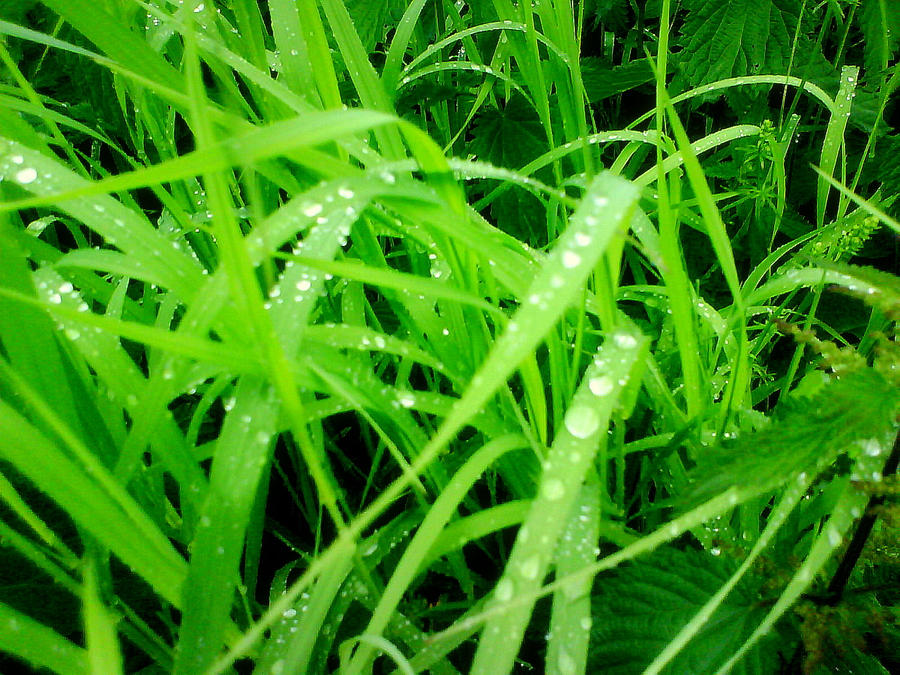 Crying Grass By Mmbwy On Deviantart