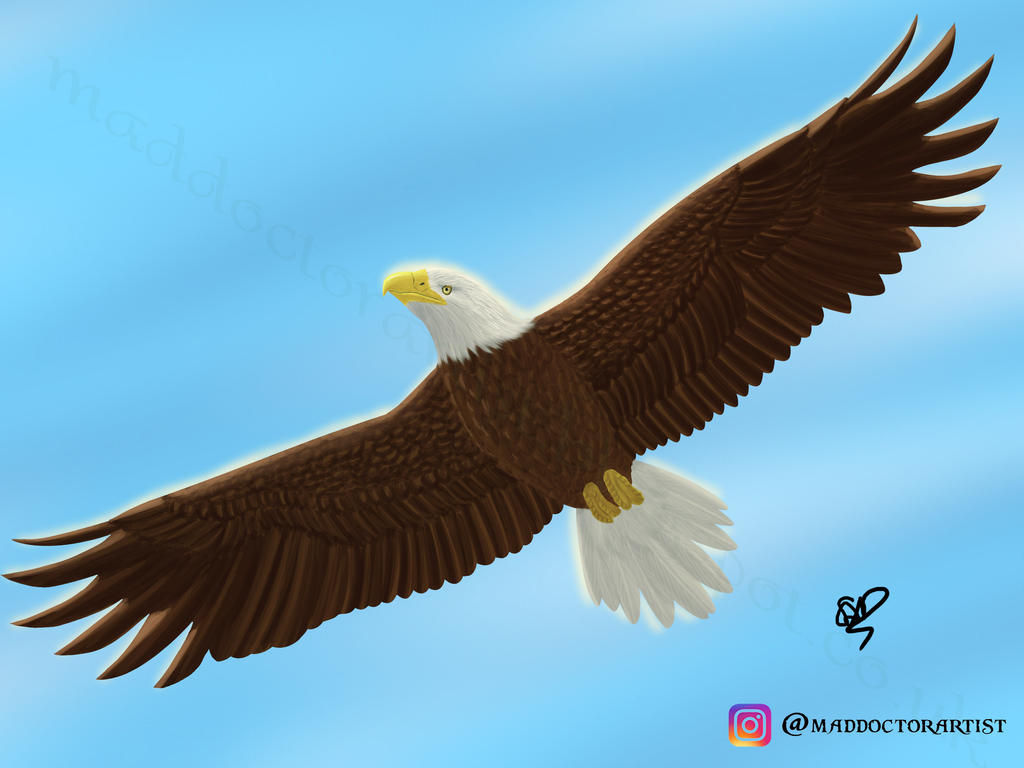 Bald Eagle Soar by sam241 on DeviantArt Bald Eagle Soar by sam241 on DeviantArt