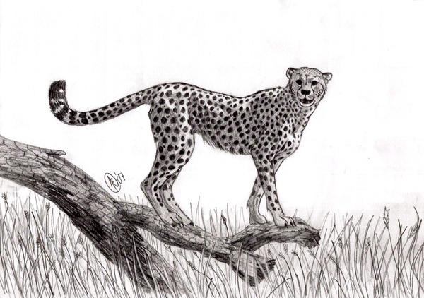Cheetah Sketch by Akuma-wolf on DeviantArt
