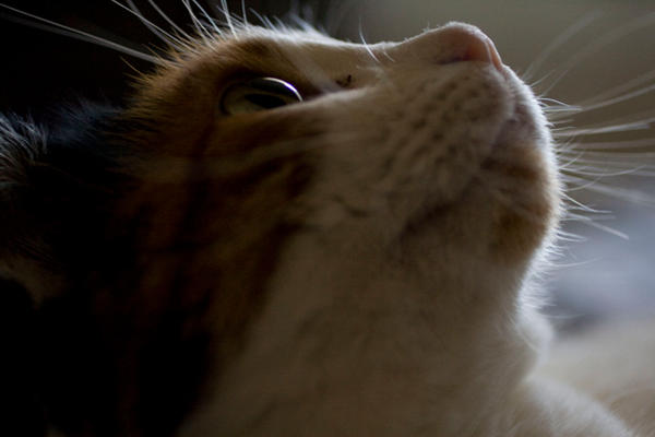 The Diva by skeletoninadress on DeviantArt