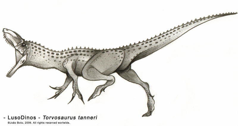 Torvosaurus tanneri by Sputatrix on DeviantArt