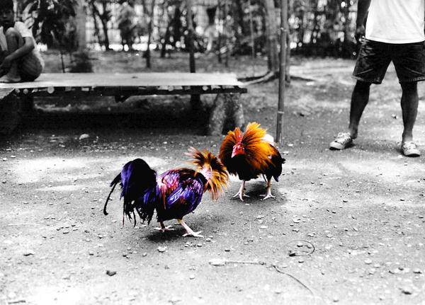 Rooster Rumble by losisthemost on DeviantArt