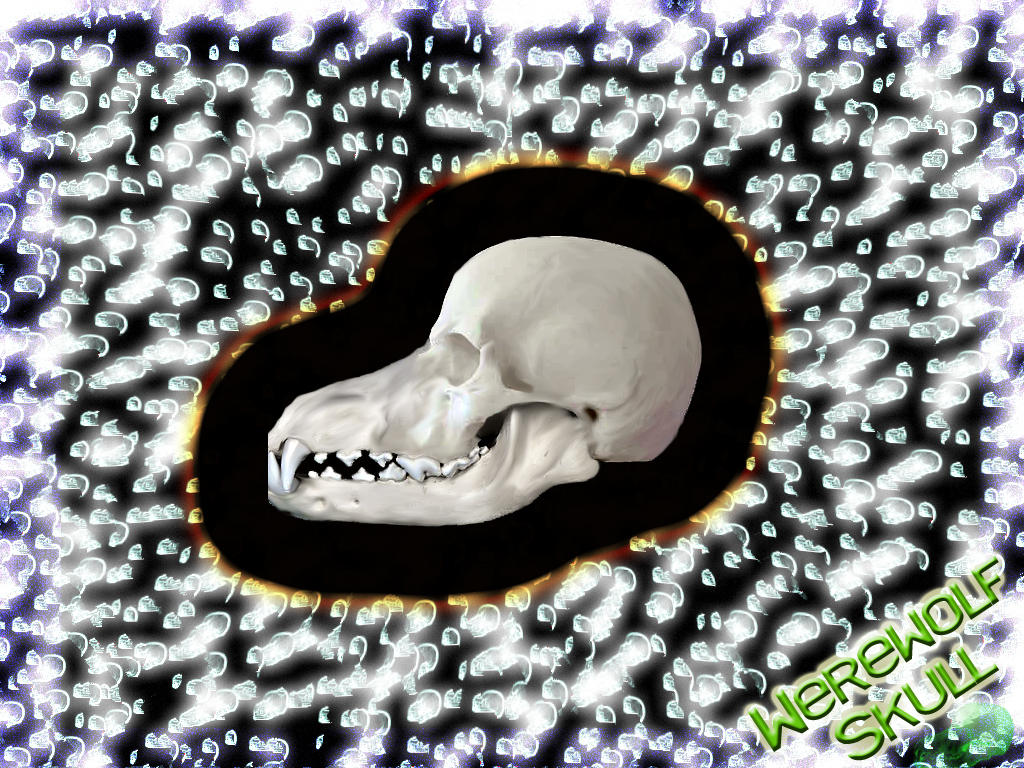 Werewolf Skull by Howtard on DeviantArt