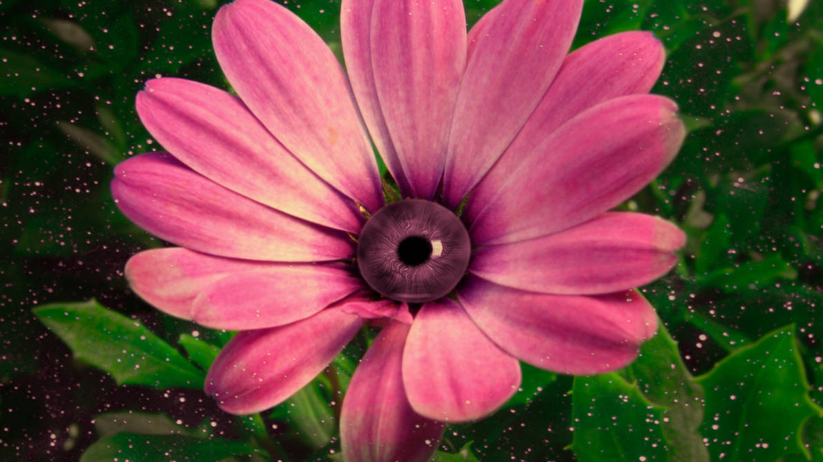 Wallpaper flower art by guilhermeak on DeviantArt Wallpaper flower art by guilhermeak on DeviantArt