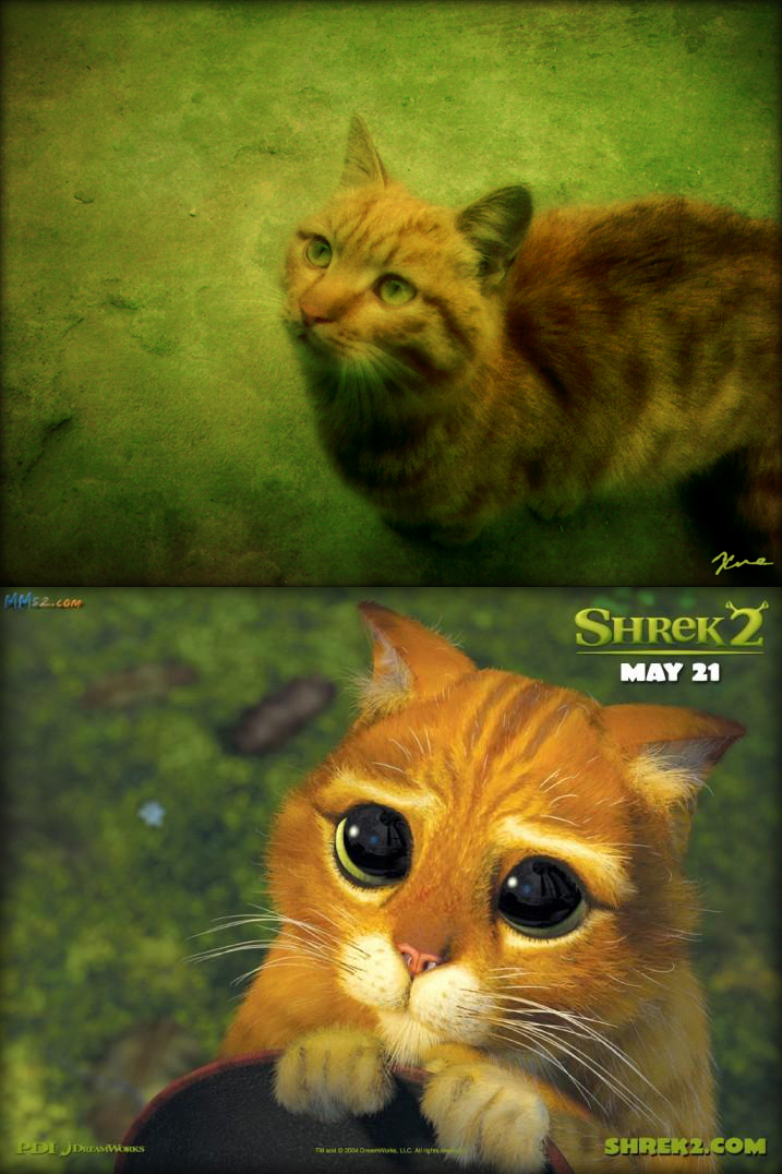 Shrek Cat By Ilovexueling On Deviantart