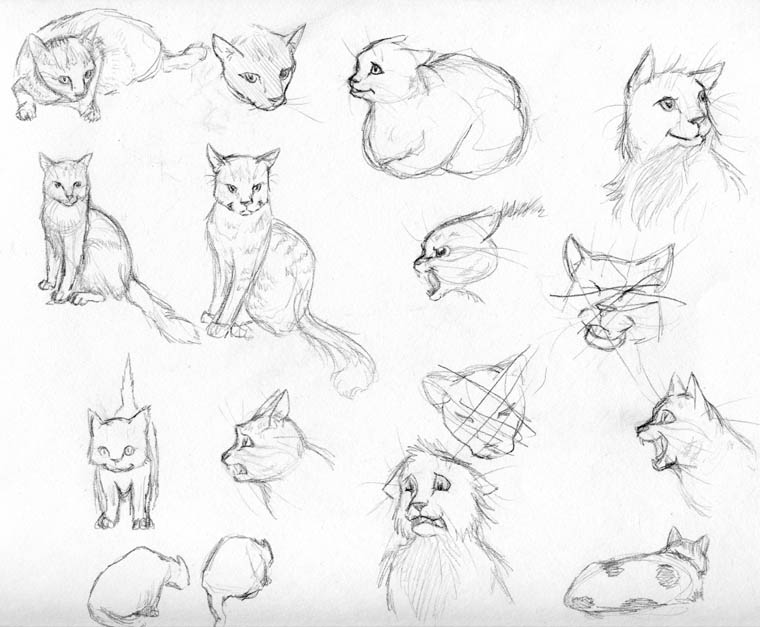 Kitty Sketches 1 by JoJoBynxFwee on DeviantArt