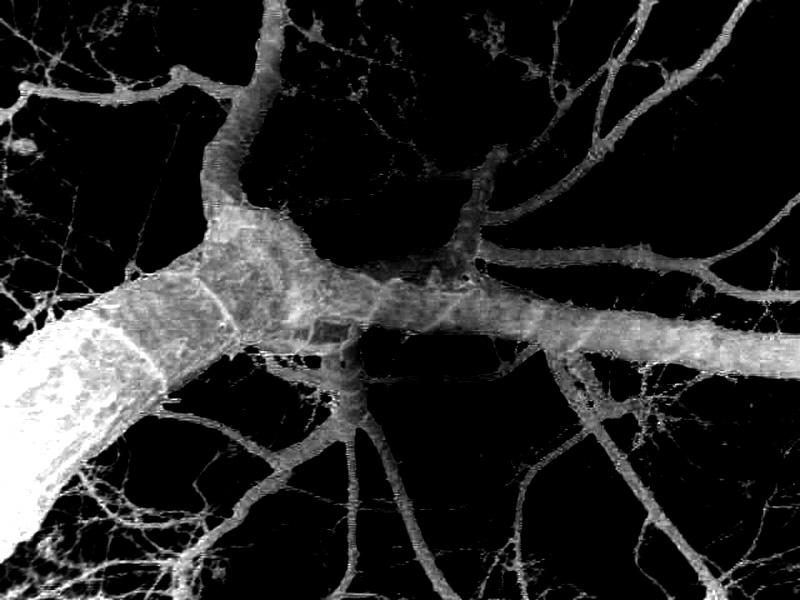 black and white tree vein by joeloks on DeviantArt