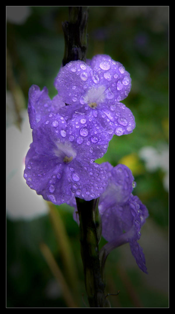 + violet + by random-impressions on DeviantArt