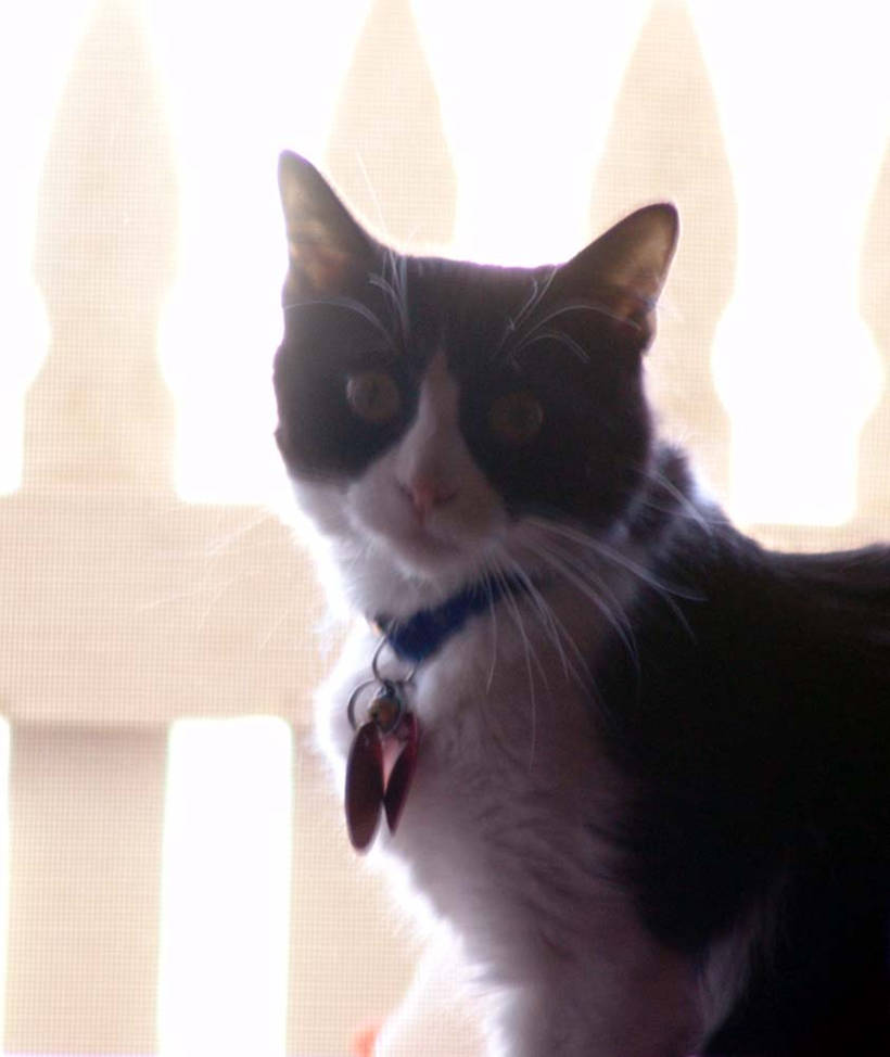 Mrs. Figgy by mistyfraker on DeviantArt