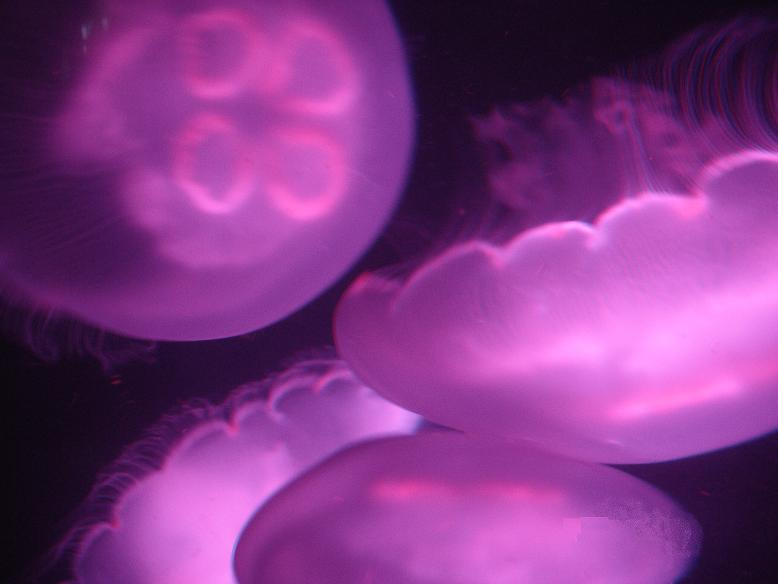 Jelly Blobs By Kisu Klik On Deviantart