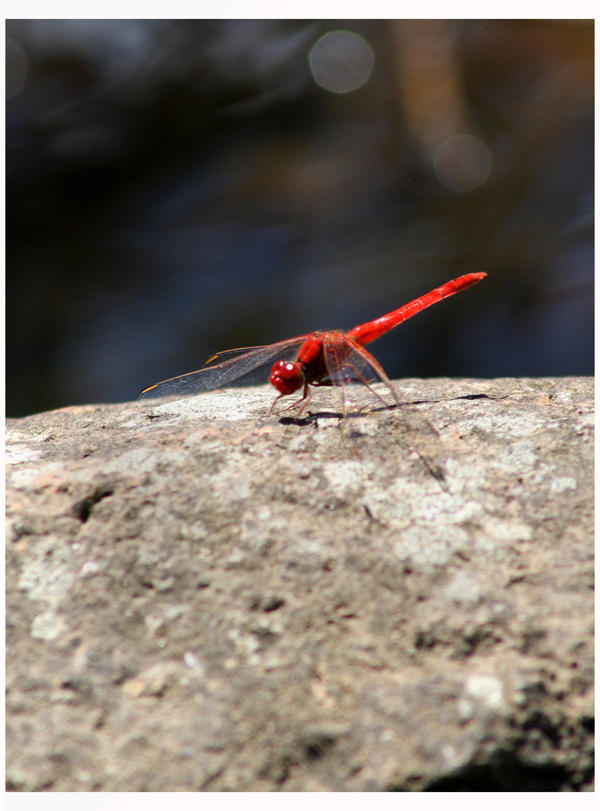 the RED dragon awakens by crichton380 on DeviantArt