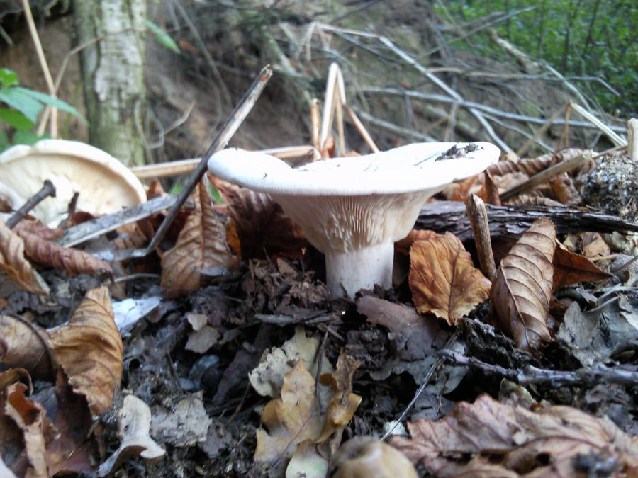 White Mushroom 2 By Fea Fanuilos Stock On Deviantart