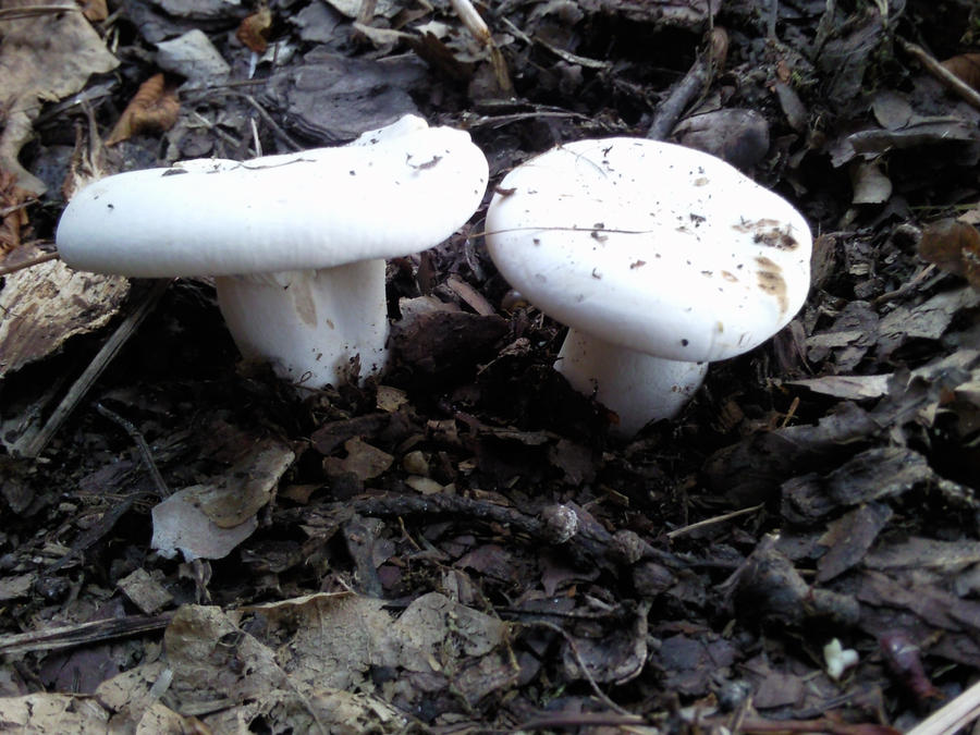 White Mushroom 5 By Fea Fanuilos Stock On Deviantart