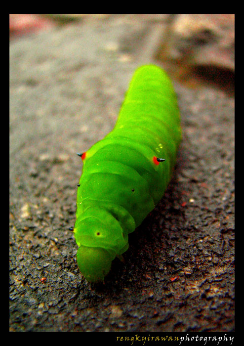 The Green Devil 2 by Demoninheaven on DeviantArt