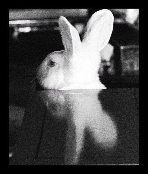 circus rabbit2 by streetshots on DeviantArt