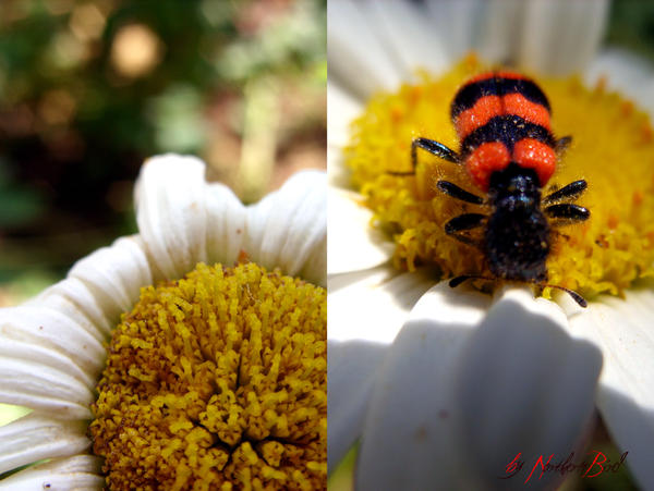 Daisy and the bug by NorthernBird on DeviantArt
