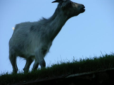 mom rooftop goats 2 by home-bound-traveller on DeviantArt
