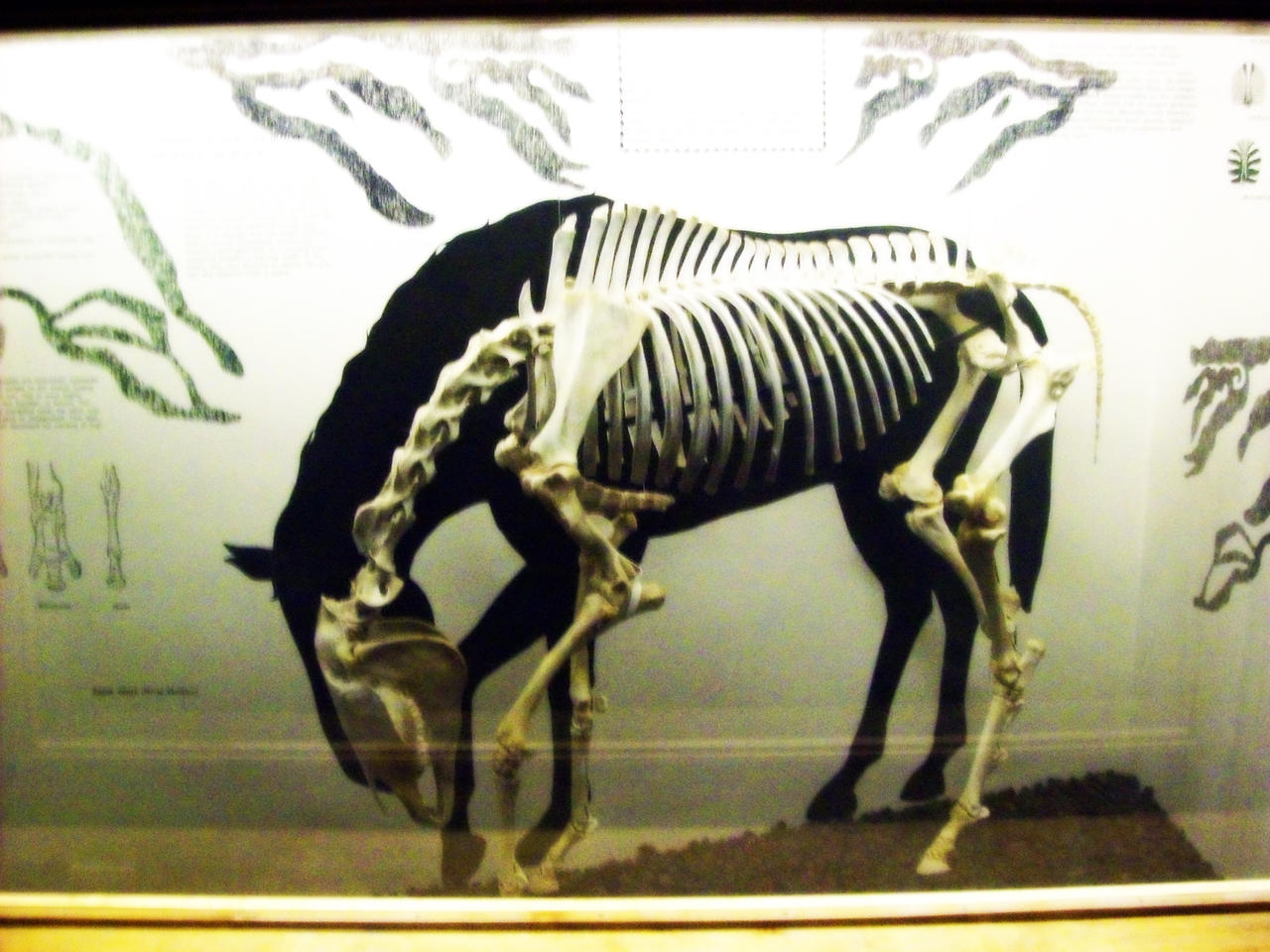 Horse Skeleton By BajiStock On DeviantArt horse-skeleton-by-bajistock-on-deviantart