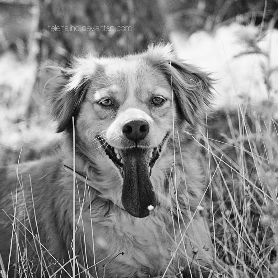 Funny Tongue By Helenamim On Deviantart