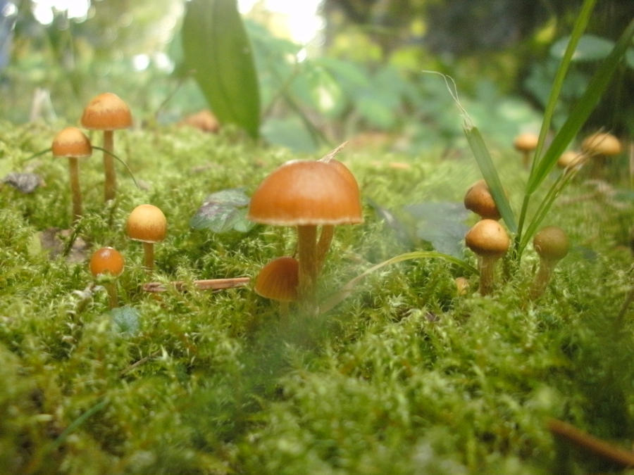 Tiny World By Rick Tinyworlds On Deviantart