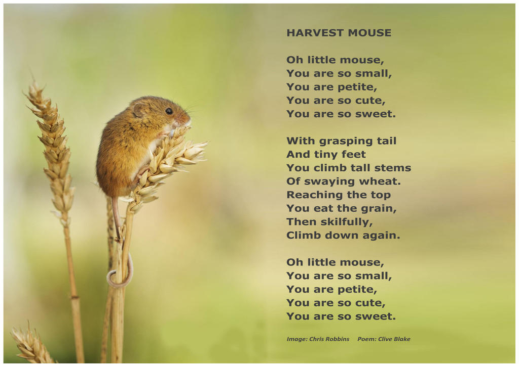Nature Poem -Harvest Mouse -Clive Blake Poetry by CliveBlake on DeviantArt Nature Poem -Harvest Mouse -Clive Blake Poetry by CliveBlake on DeviantArt