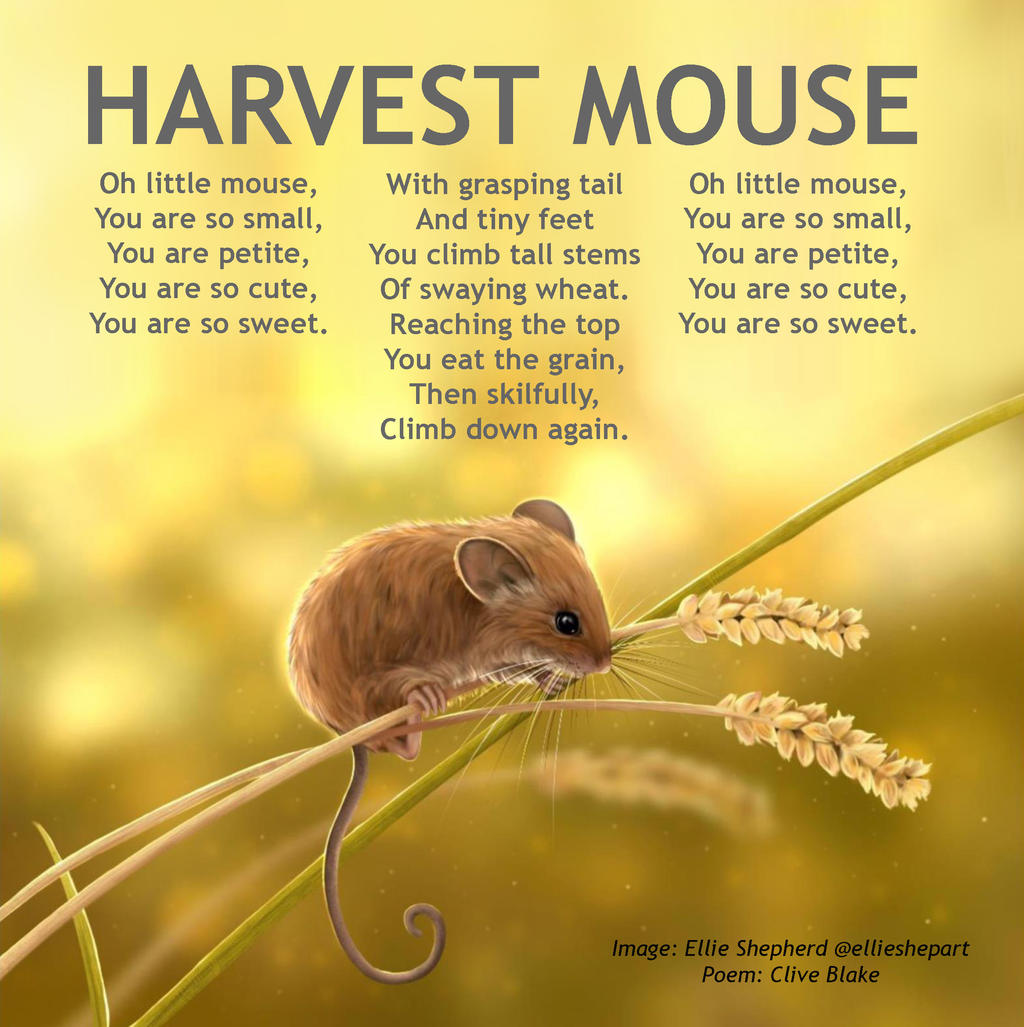 Harvest Mouse poem Clive Blake image EllieShep by CliveBlake on DeviantArt Harvest Mouse poem Clive Blake image EllieShep by CliveBlake on DeviantArt