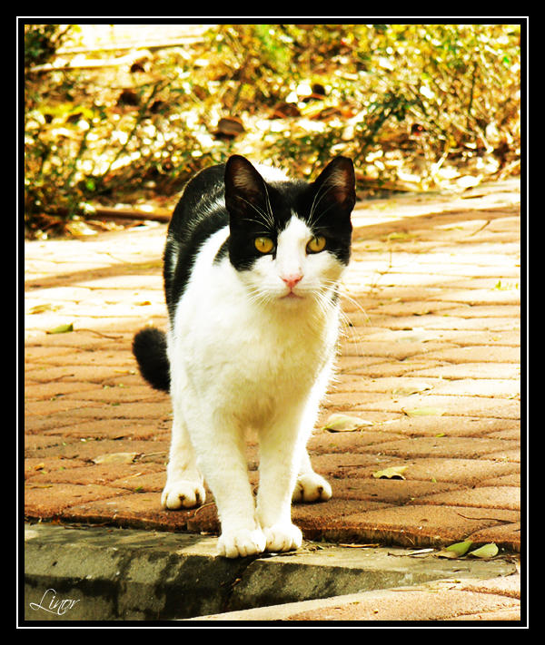 Kitten by LiNoR on DeviantArt