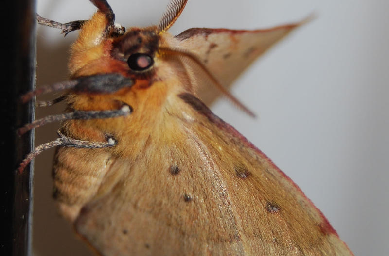 Moth by Dr-Rev on DeviantArt