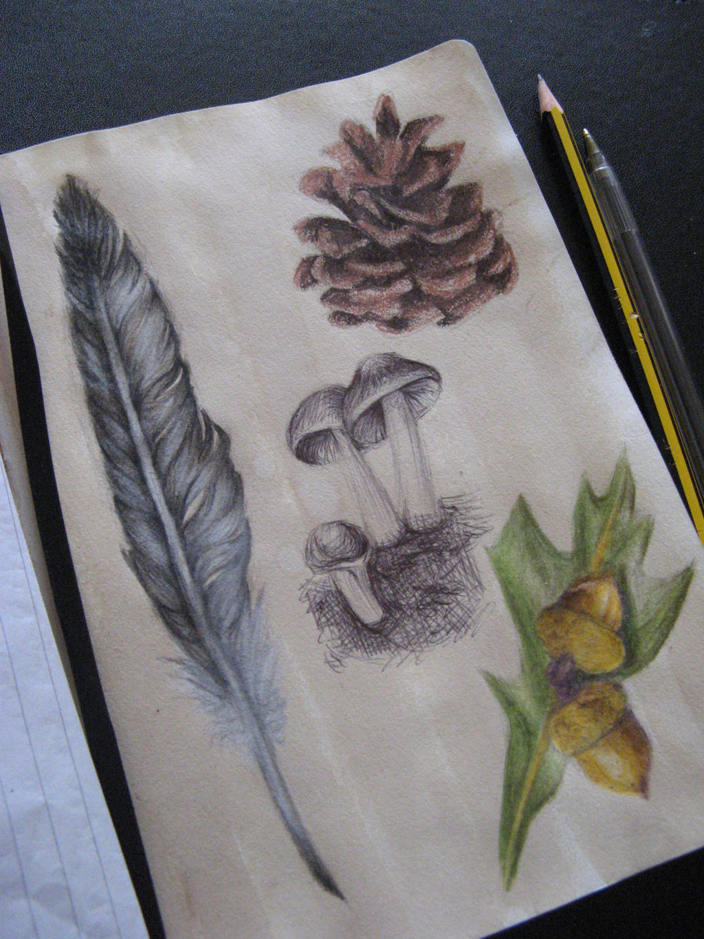 Natural forms sketchbook page by haloanime97 on DeviantArt Natural forms sketchbook page by haloanime97 on DeviantArt