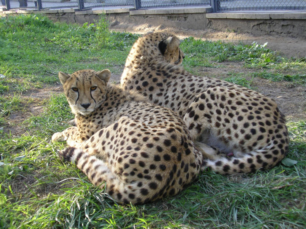 Call of the Wild: Cheetahs by FloWersOfEviL89 on DeviantArt